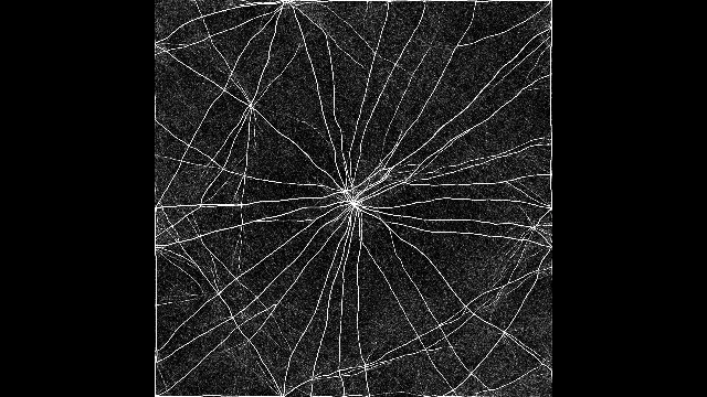 Slime Mold Simulation